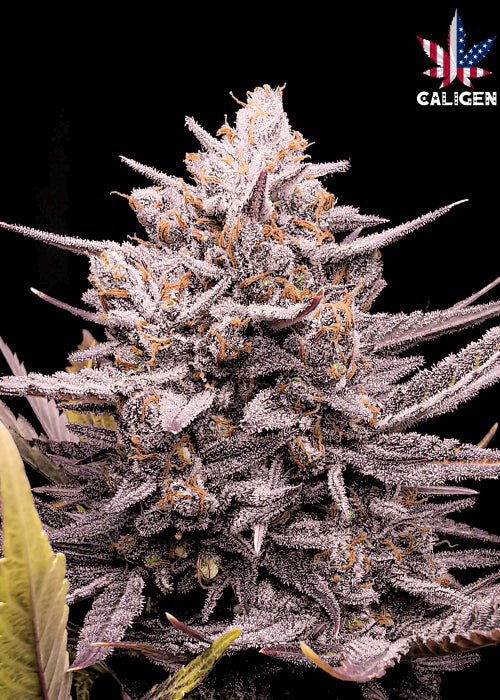 კანაფის თესლები | კალიჯენი – Caligen